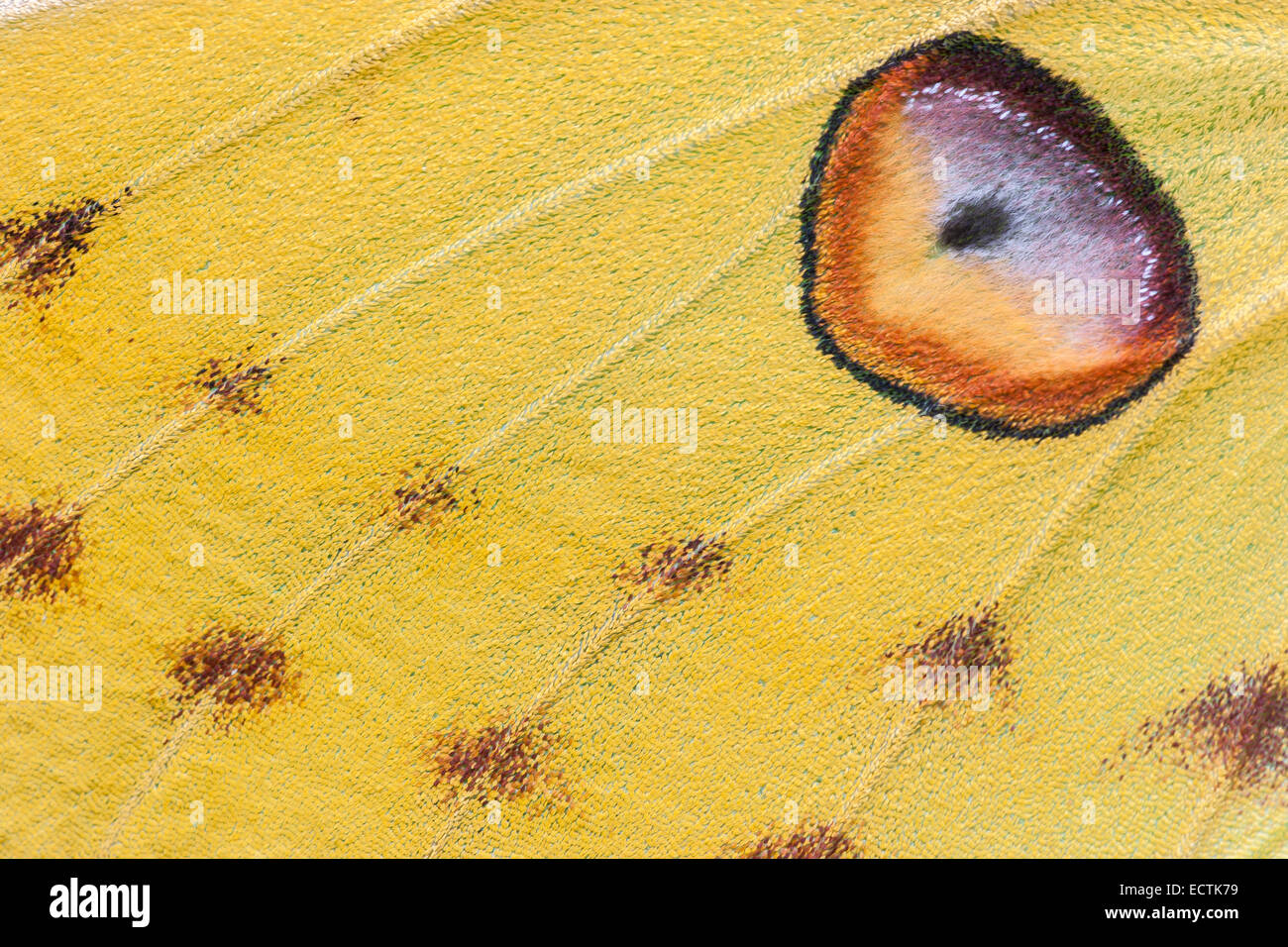 Butterfly with forewing eyespots hi-res stock photography and images ...