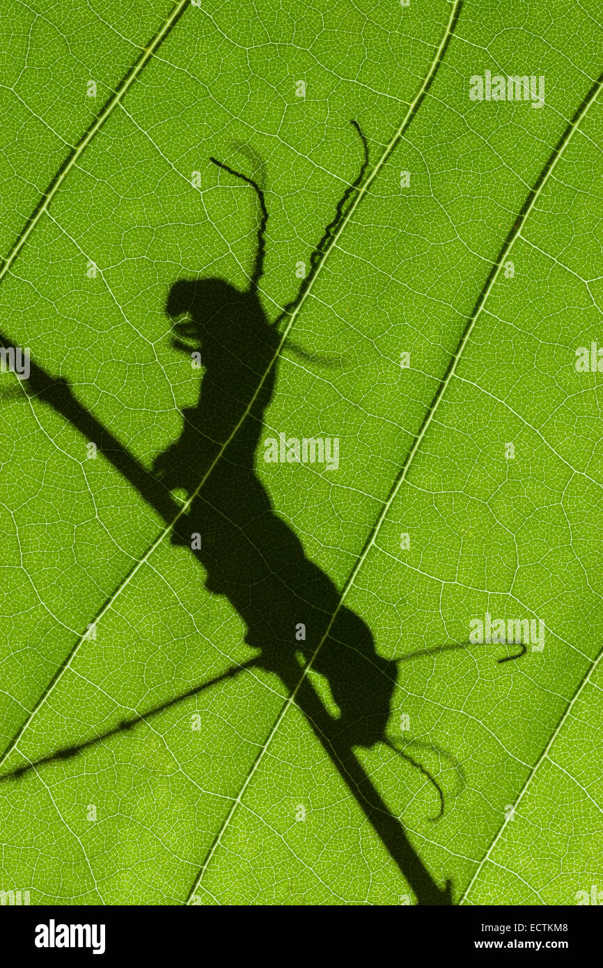Brahmaea hearseyi caterpillar shadow on leaf. The larvae of this moth ...