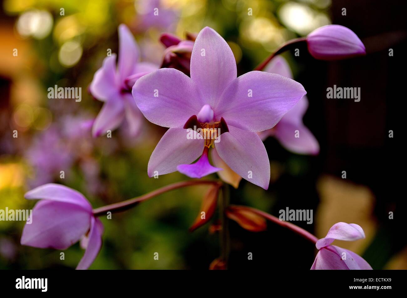a purple orchid Stock Photo - Alamy