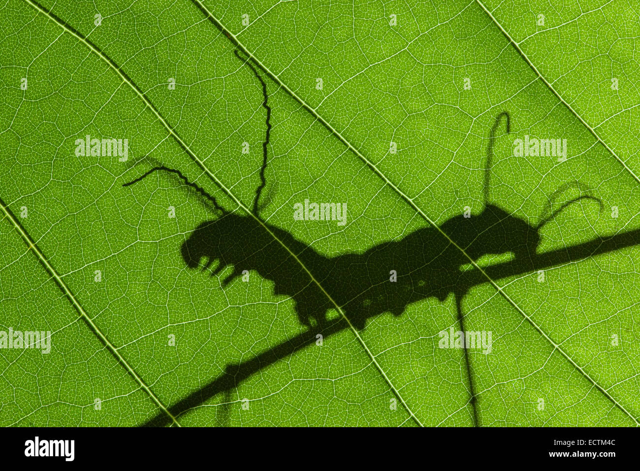 Brahmaea hearseyi caterpillar shadow on leaf. The larvae of this moth ...