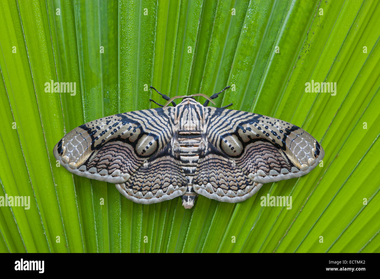 Brahmaea hearseyi moth sitting on palm frond. This moth is native to ...