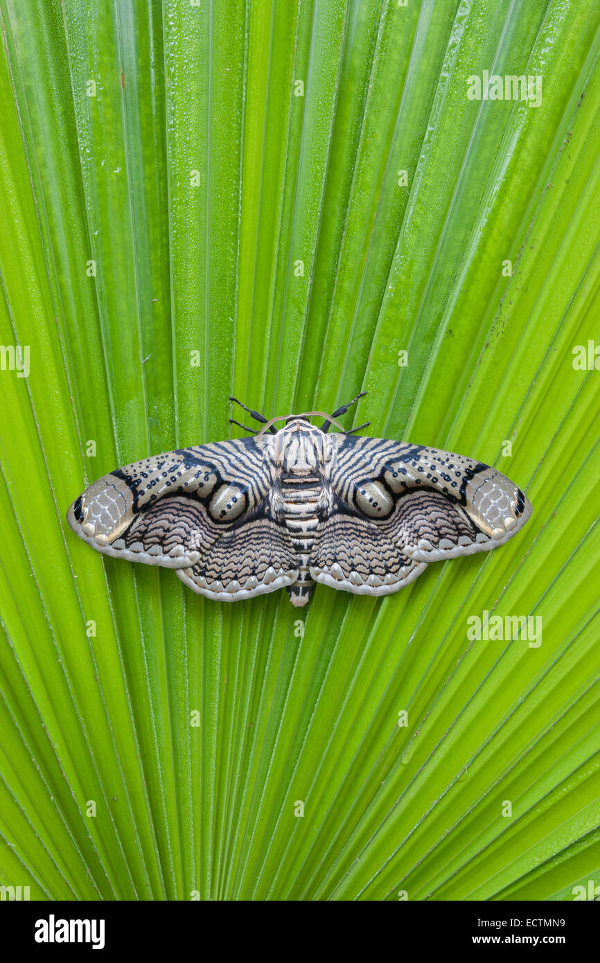 Brahmaea hearseyi moth sitting on palm frond. This moth is native to ...