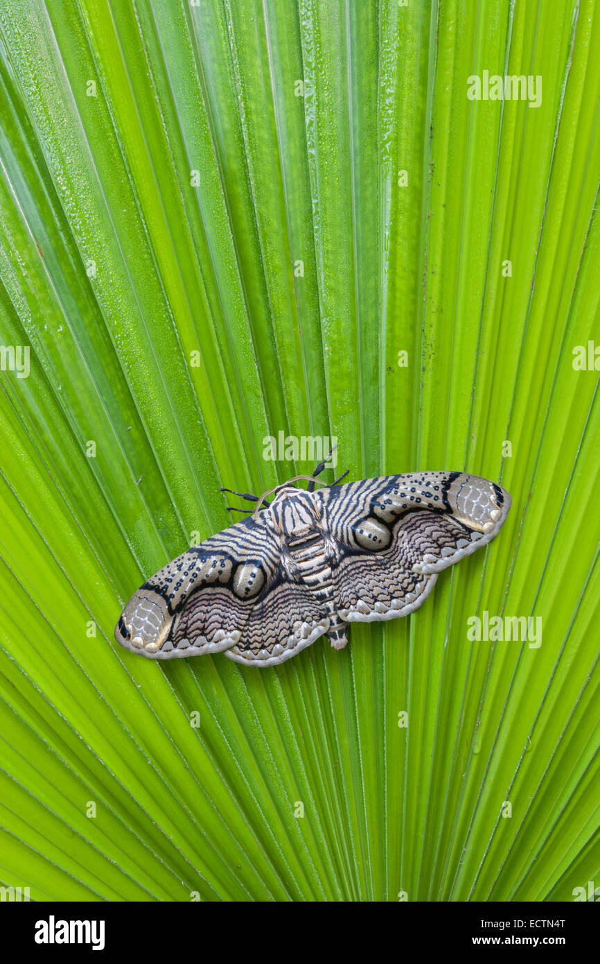 Brahmaea hearseyi moth sitting on palm frond. This moth is native to ...