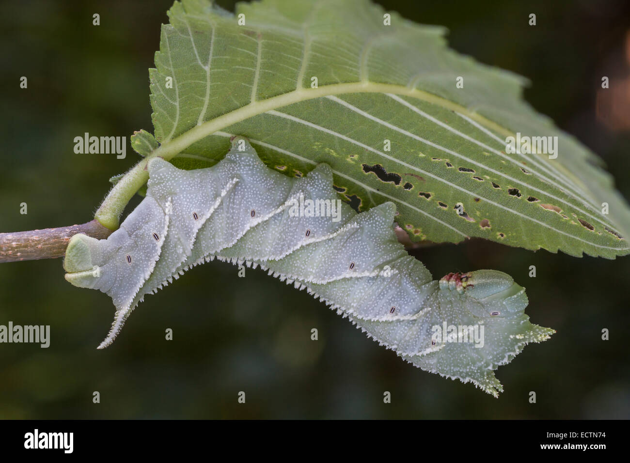 Elm Sphinx (Ceratomia amyntor) Larva on Elm. Note the incredible ...