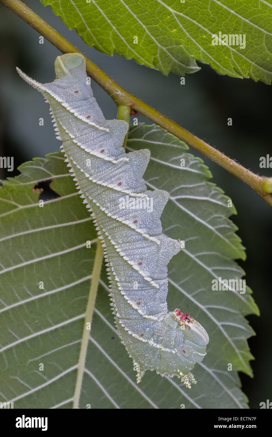 Elm Sphinx (Ceratomia amyntor) Larva on Elm. Note the incredible ...