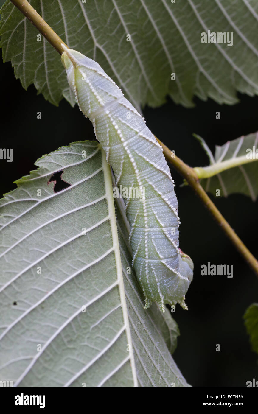 Elm Sphinx (Ceratomia amyntor) Larva on Elm. Note the incredible ...