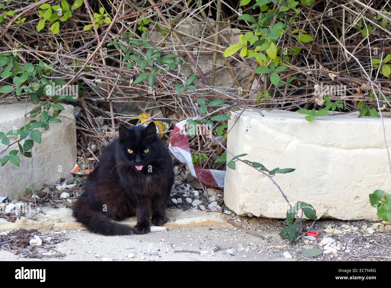 Black Cat sticking his tong out at the camera Stock Photo - Alamy