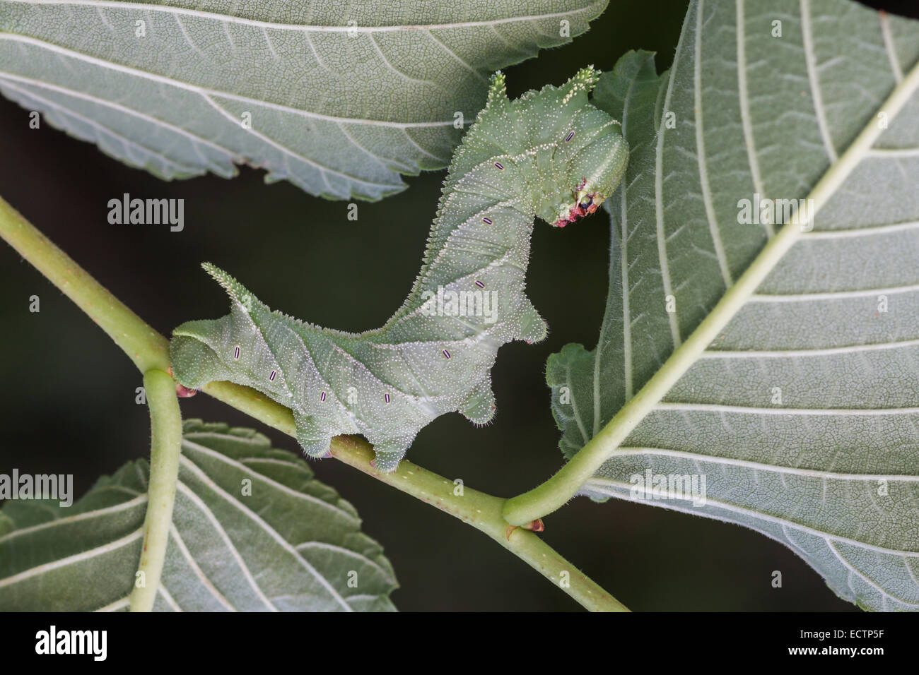 Elm Sphinx (Ceratomia amyntor) Larva on Elm. Note the incredible ...