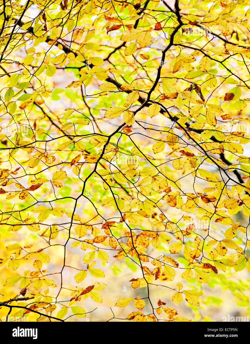 Beech tree - Fagus sylvatica - Branches and leaves Stock Photo - Alamy