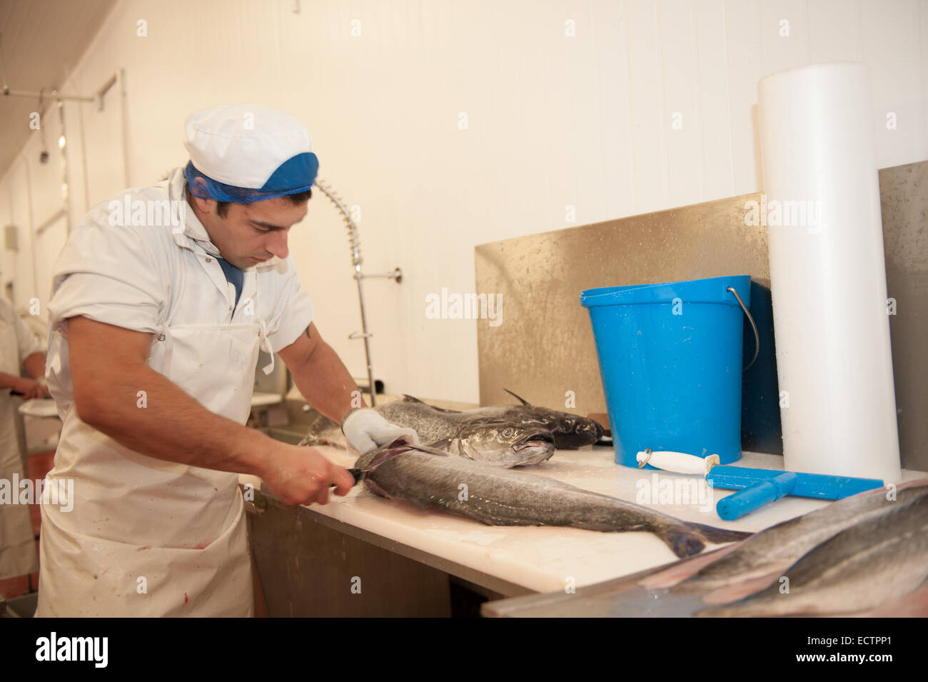 Man stands at a table filleting a salmon in a fish processing factory ...