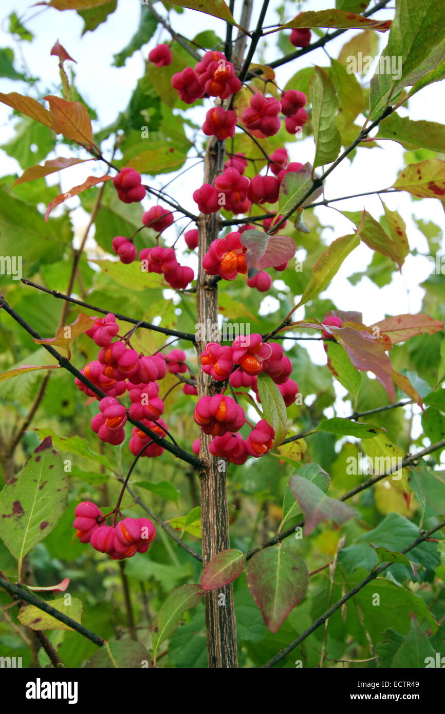 Close up on red spindle tree in nature Stock Photo - Alamy