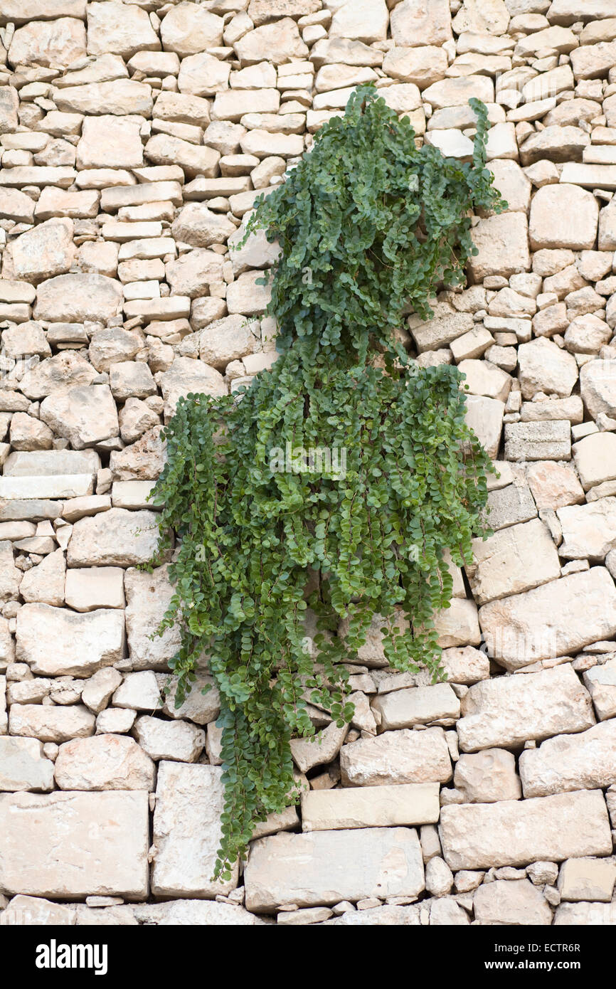 Creeping vine hi-res stock photography and images - Alamy