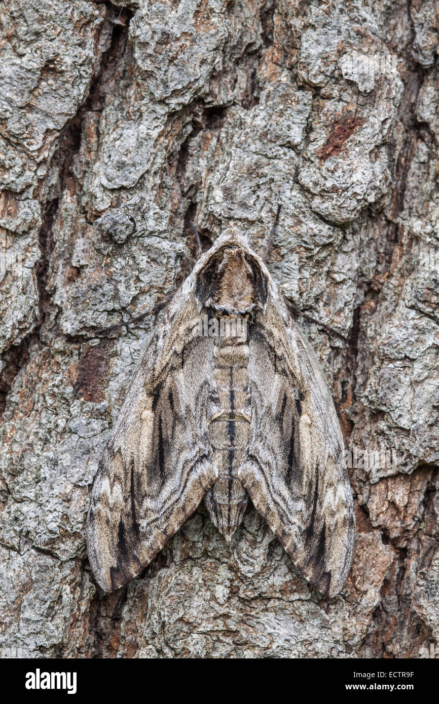 Elm Sphinx (Ceratomia amyntor) Adult female resting on tree bark ...