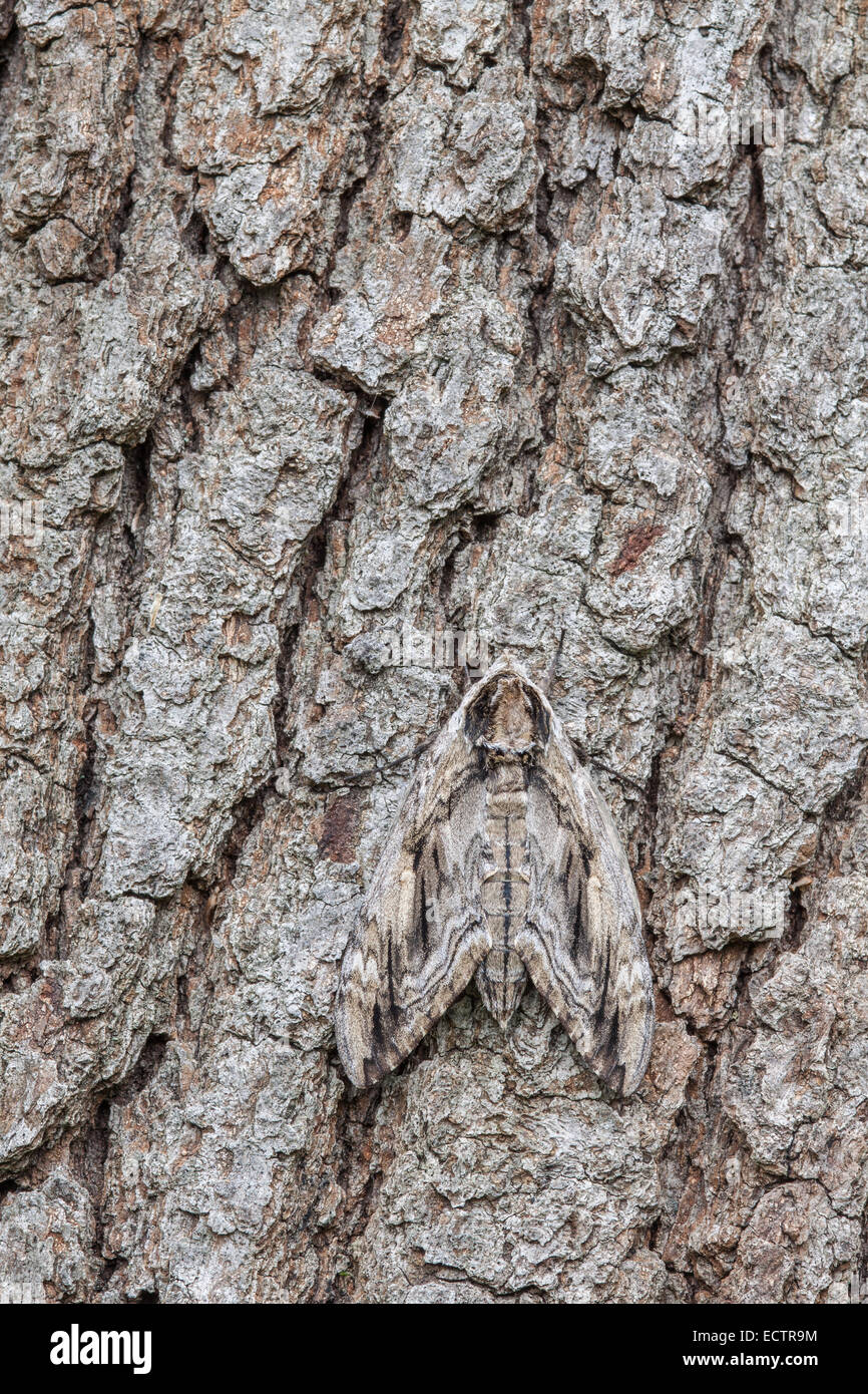 Elm Sphinx (Ceratomia amyntor) Adult female resting on tree bark ...