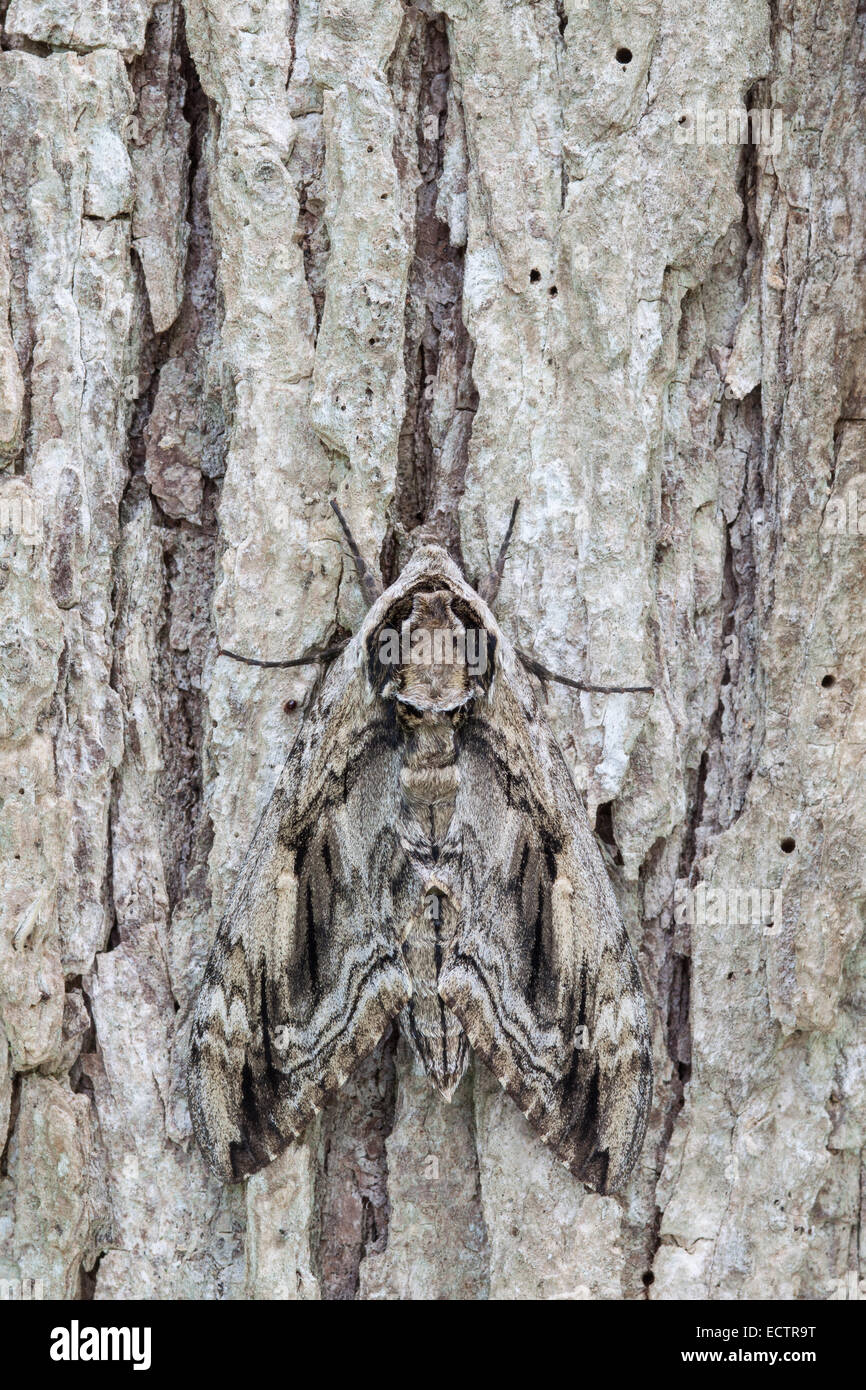 Elm Sphinx (Ceratomia amyntor) Adult female resting on an elm tree ...