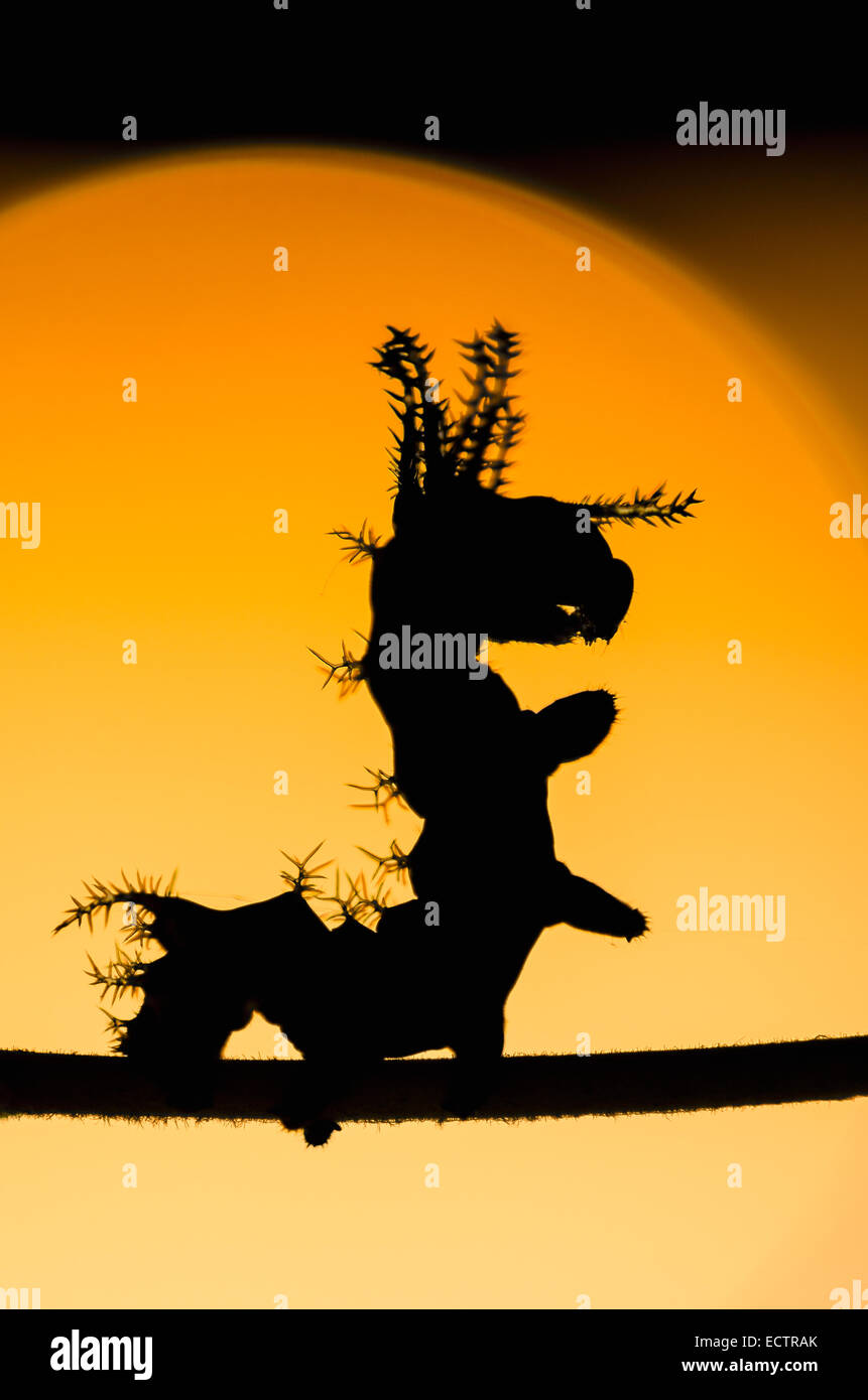 Regal Moth aka HIckory Horned Devil aka Royal Walnut moth, 3rd instar ...