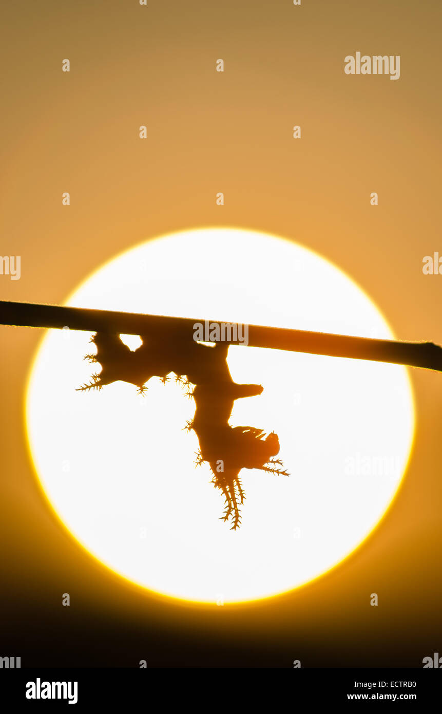 Hickory horned devil moth larvae hi-res stock photography and images ...