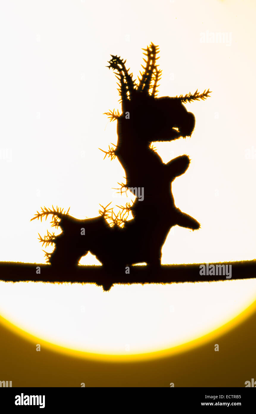 Hickory horned devil moth larvae hi-res stock photography and images ...