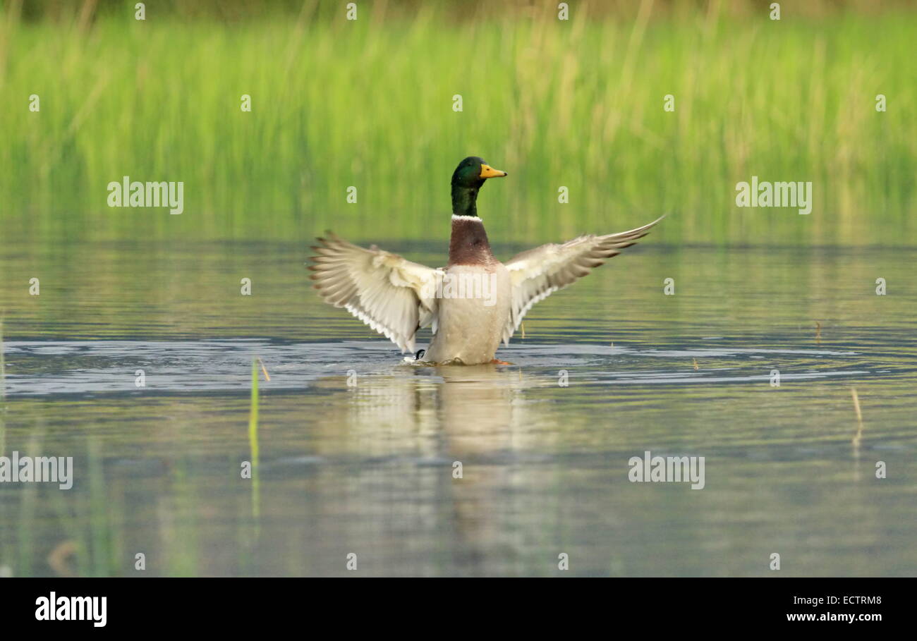 Male mallard duck shaking wings while in the water pond Stock Photo - Alamy