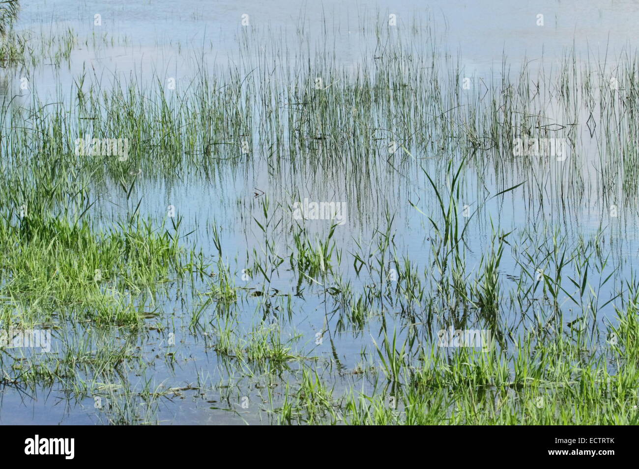 Pond water green grass hi-res stock photography and images - Alamy