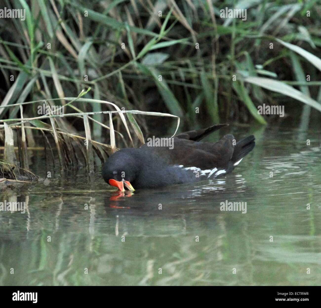 Moorhen on water looking for food next to grass Stock Photo - Alamy