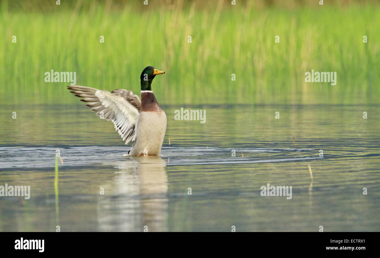 Male mallard duck shaking wings while in the water pond Stock Photo - Alamy