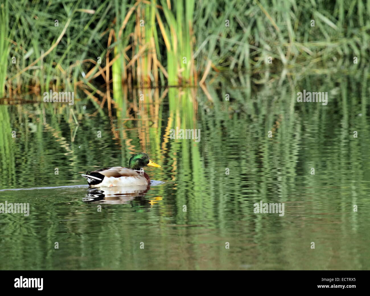 Group of mallard duck floating quietly on the water pond Stock Photo ...