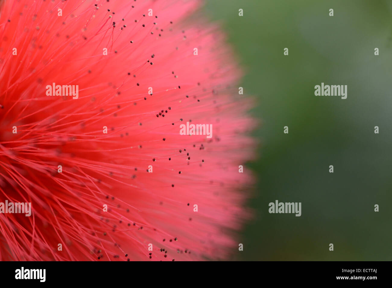 macro shot of a red mimosa flower taken in waimea valley, hawaii Stock ...
