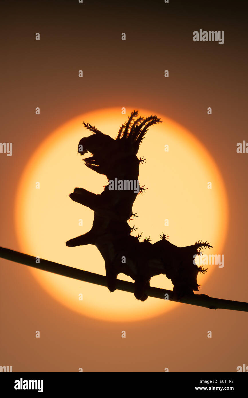 Regal Moth aka HIckory Horned Devil aka Royal Walnut moth, 3rd instar ...