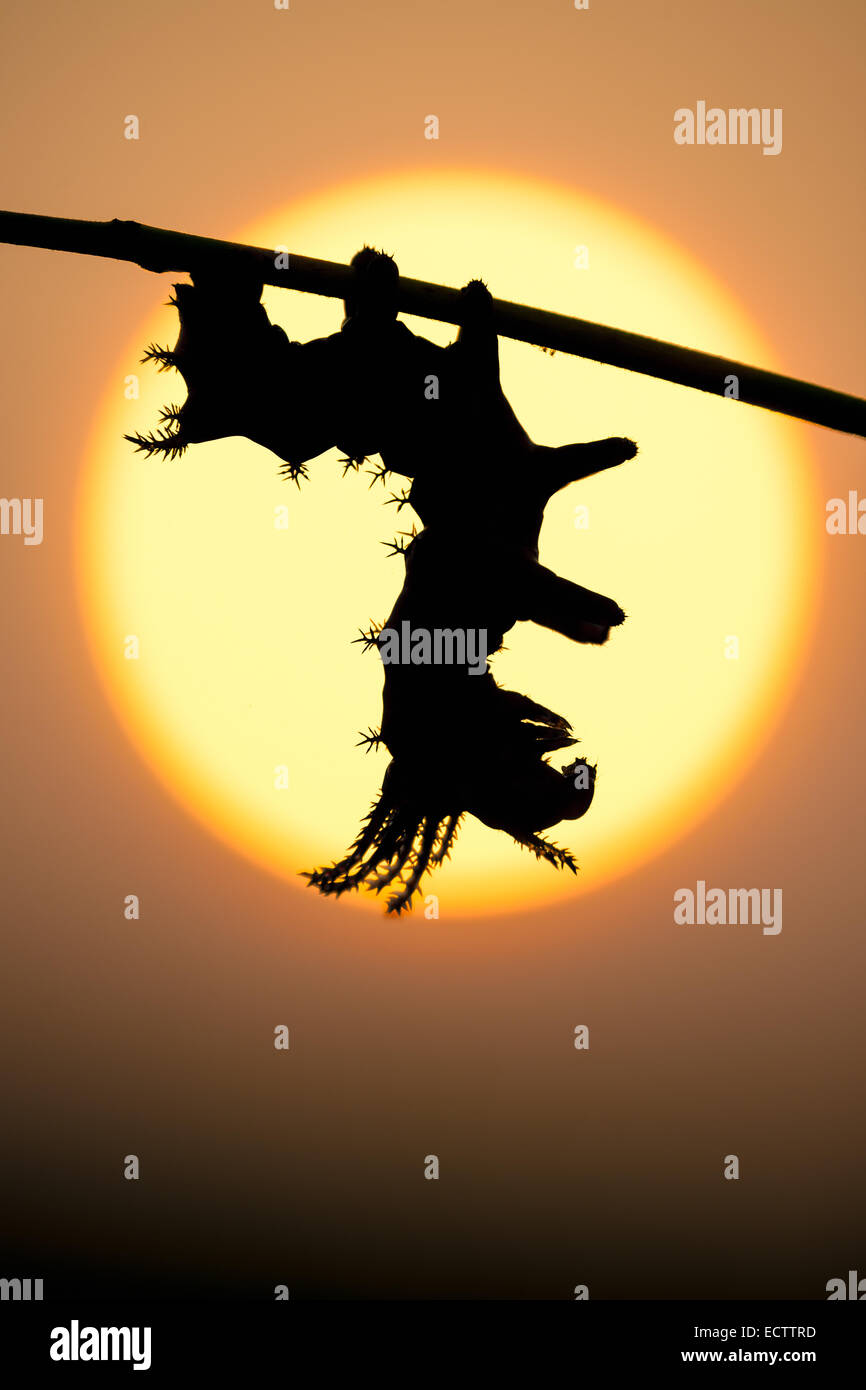 Regal Moth aka HIckory Horned Devil aka Royal Walnut moth, 3rd instar ...