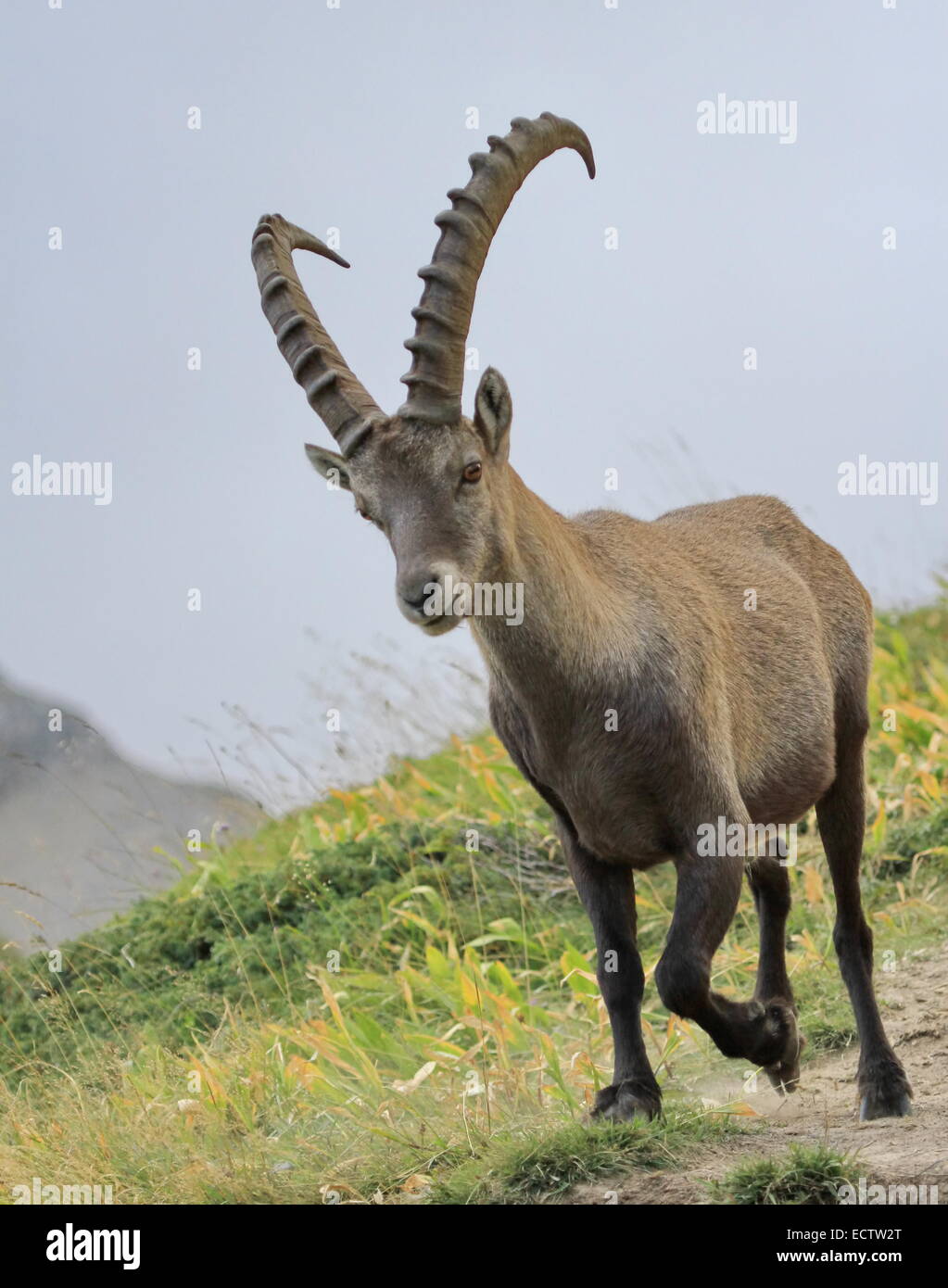 Male alpine ibex (capra ibex) or steinbock portrait in Alps mountain ...