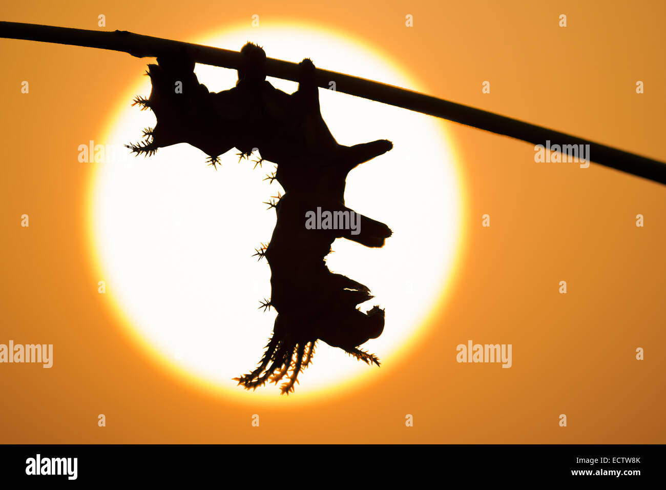 Regal Moth aka HIckory Horned Devil aka Royal Walnut moth, 3rd instar ...