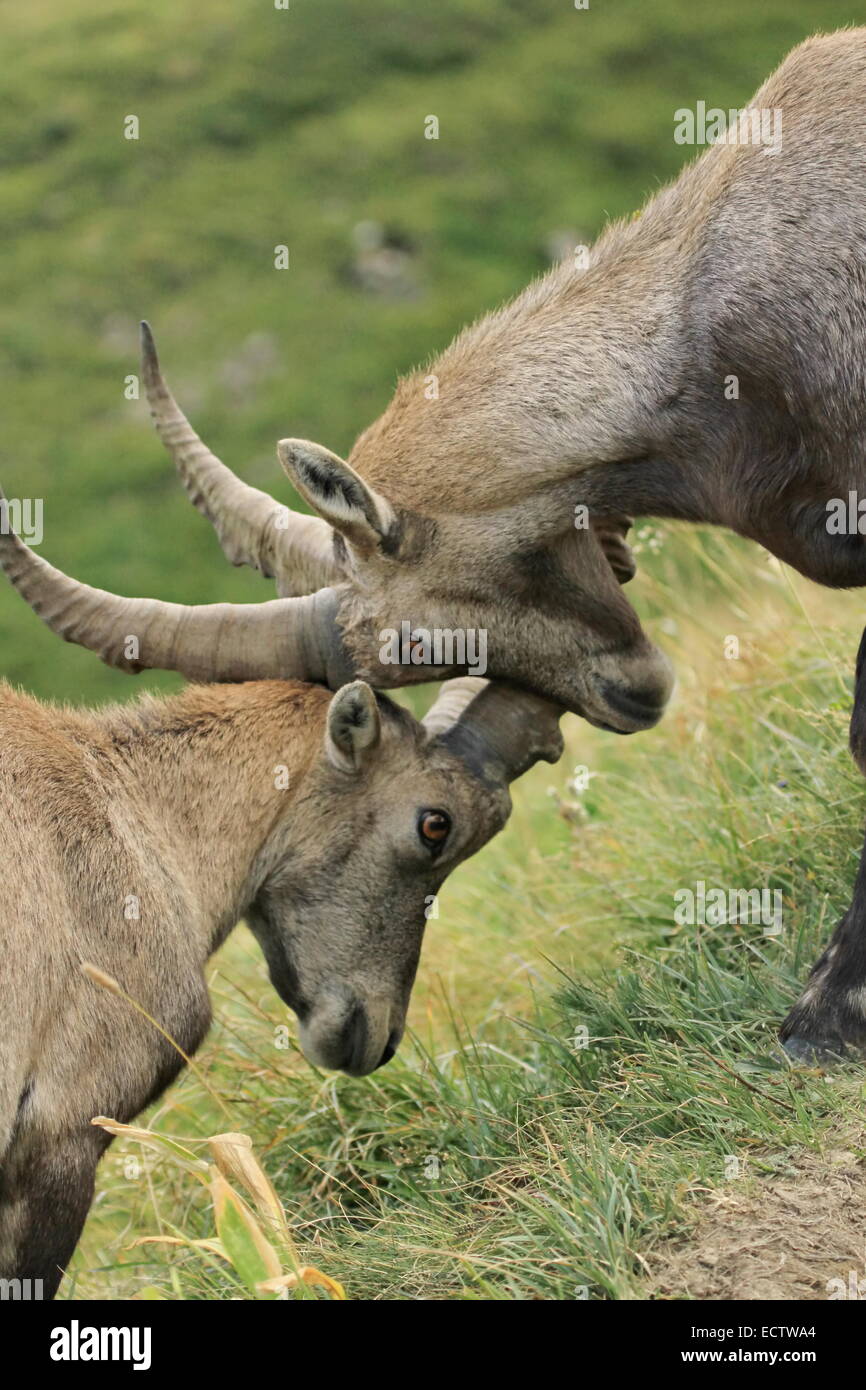 Close up alpine ibex fight hi-res stock photography and images - Alamy