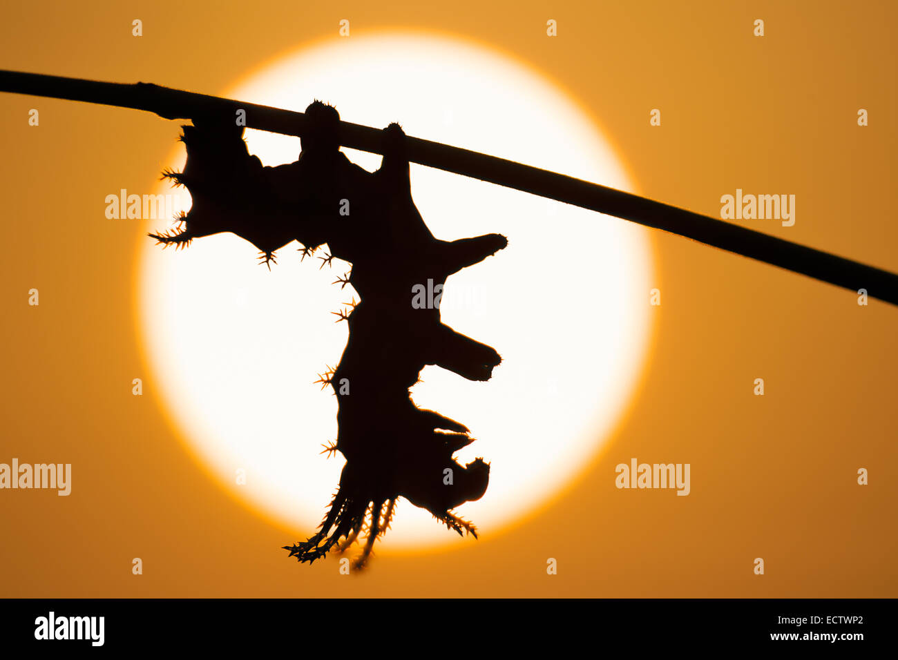 Hickory horned devil moth larvae hi-res stock photography and images ...