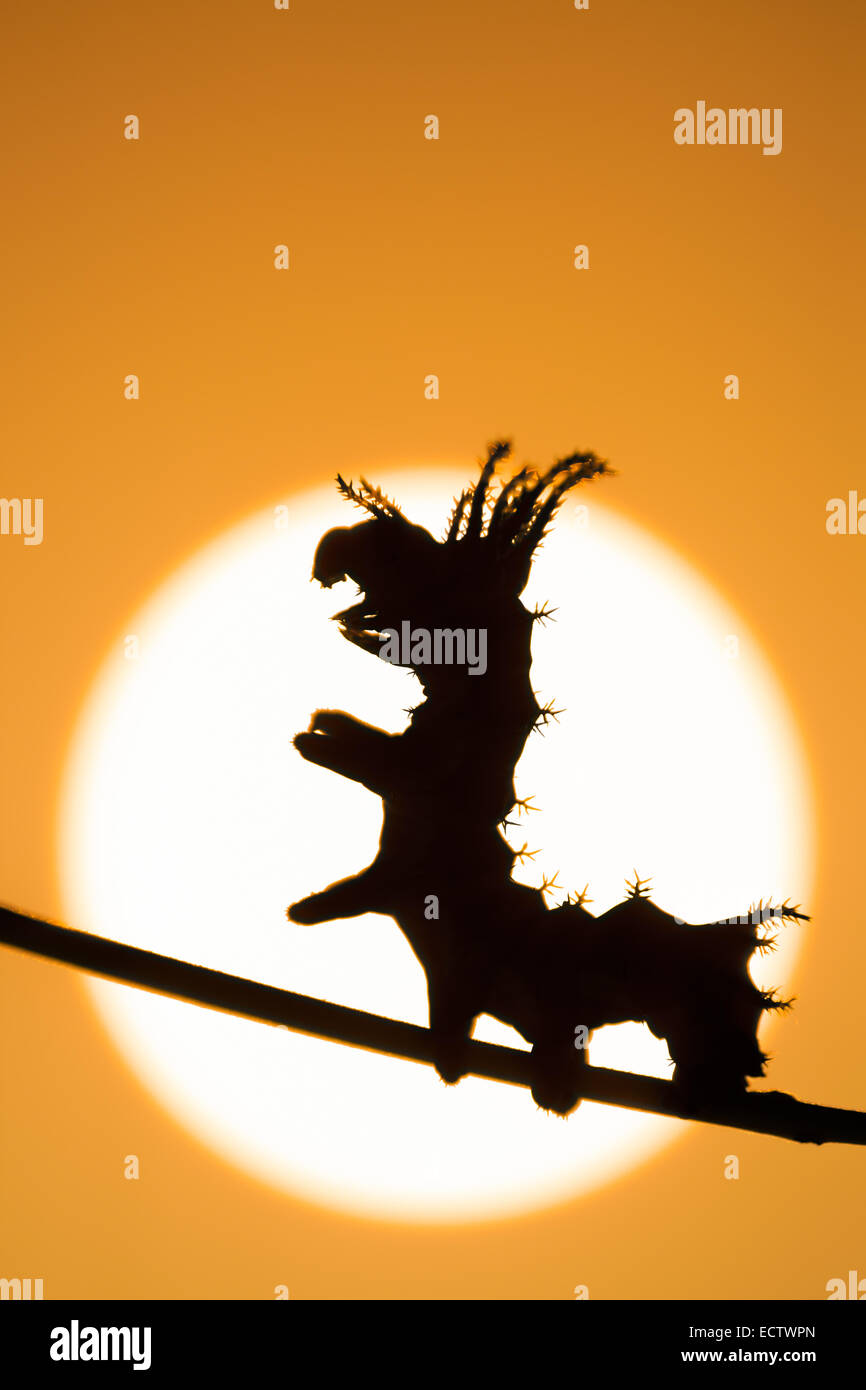 Hickory horned devil moth larvae hi-res stock photography and images ...