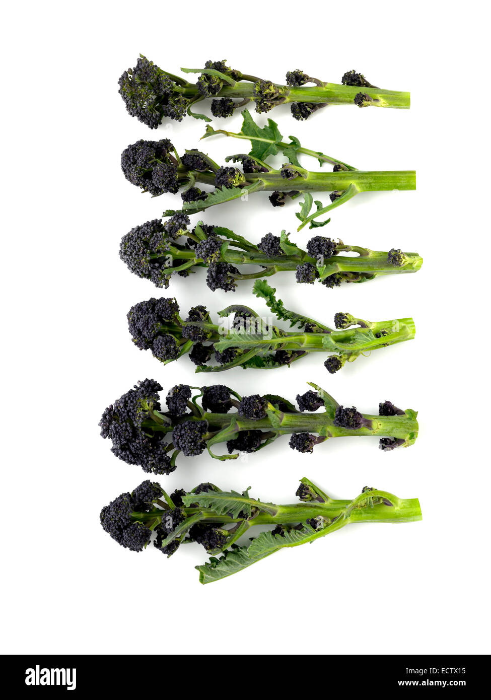 purple sprouting broccoli Stock Photo - Alamy