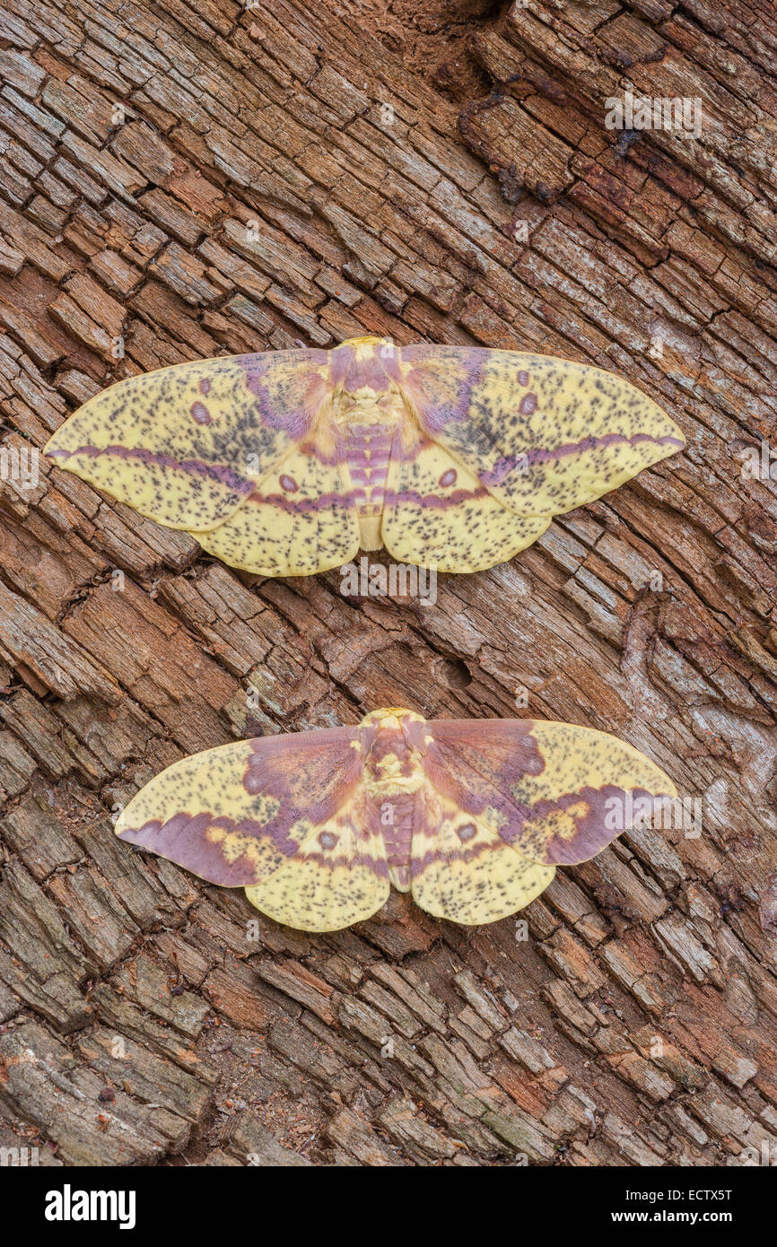 Imperial Moth