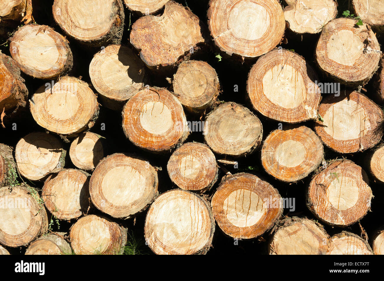 background with pattern of tree logs texture Stock Photo - Alamy