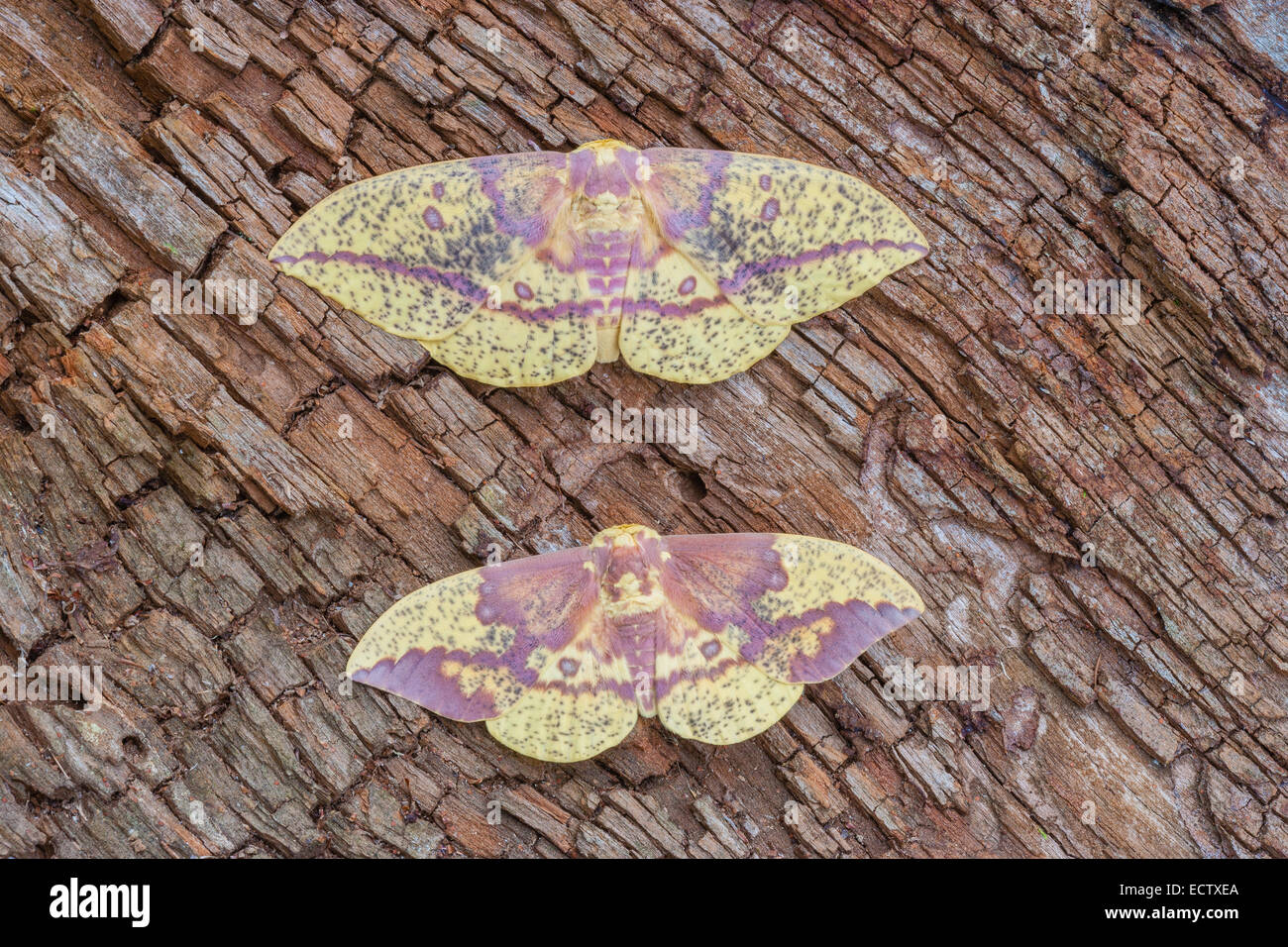 Female imperial moth hi-res stock photography and images - Alamy