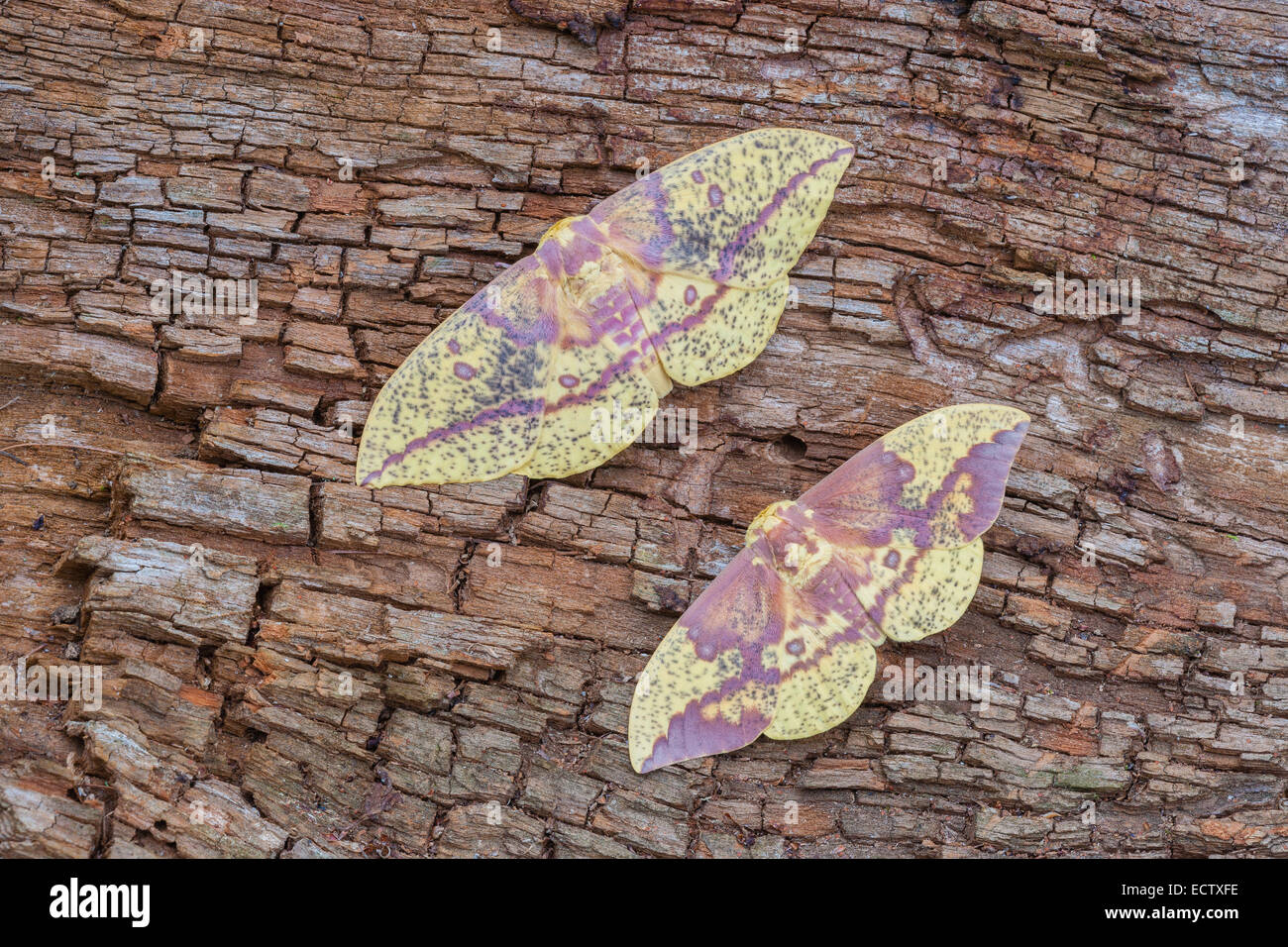 Male imperial moth hi-res stock photography and images - Alamy