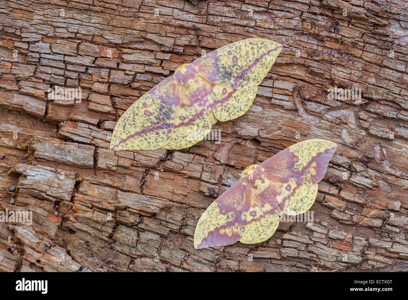 Imperial moth (Eacles imperials) female on top, male on bottom Stock ...
