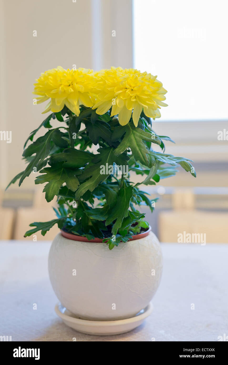 Chrysanthemum in pot hi-res stock photography and images - Alamy