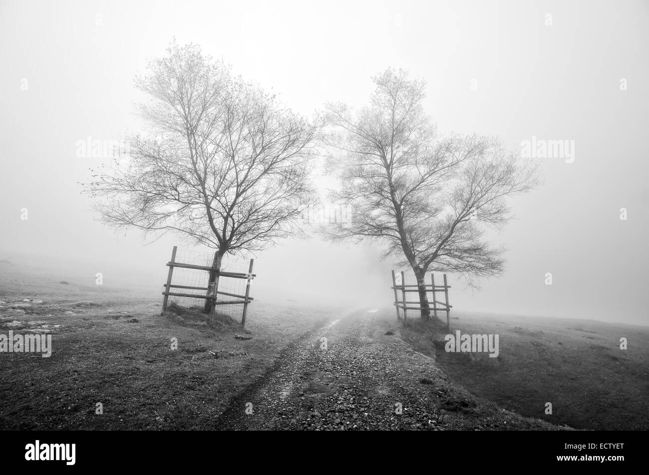 Pathway of trees in fog hi-res stock photography and images - Alamy