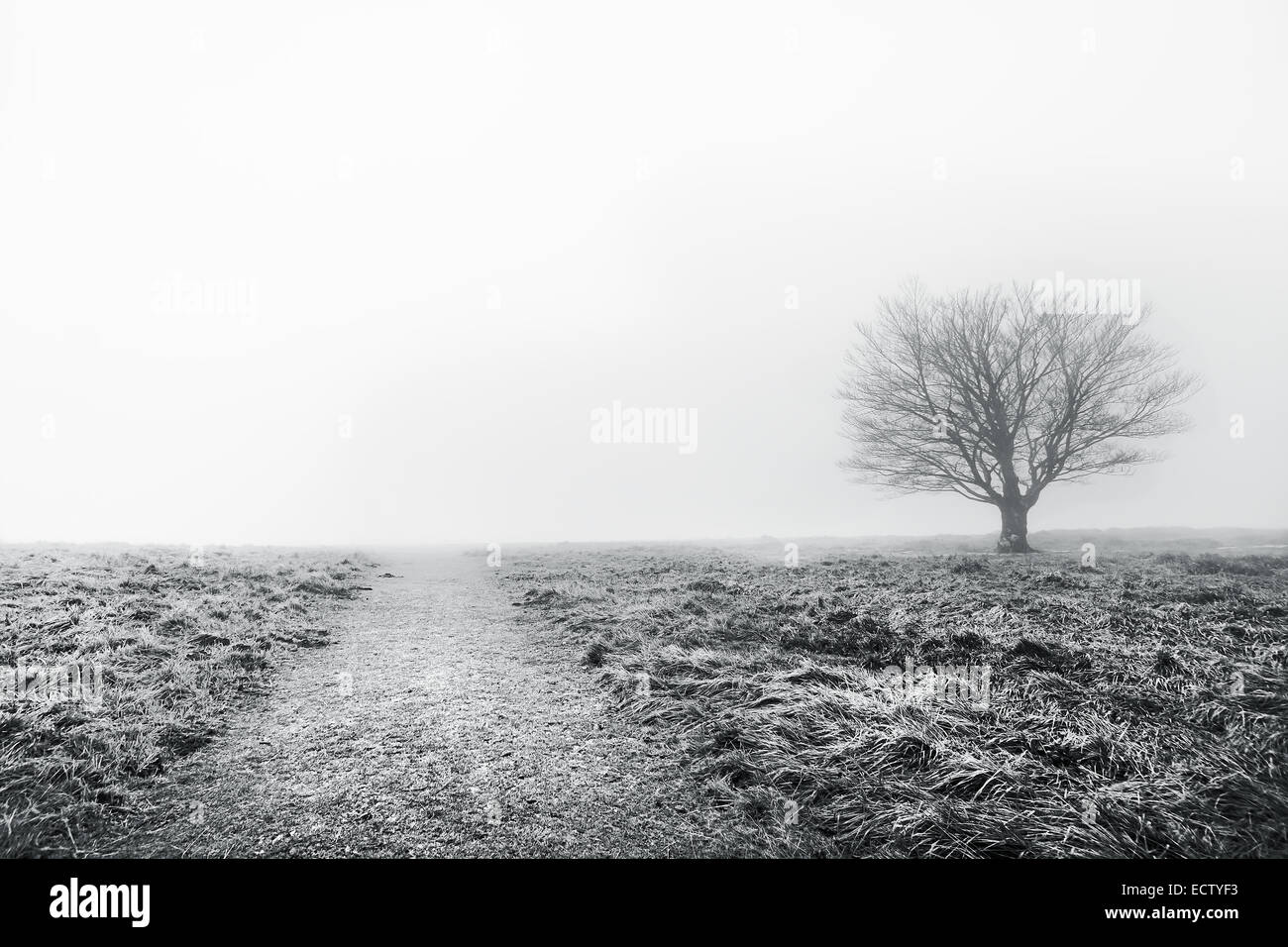 path with a solitary tree. Black and white Stock Photo - Alamy
