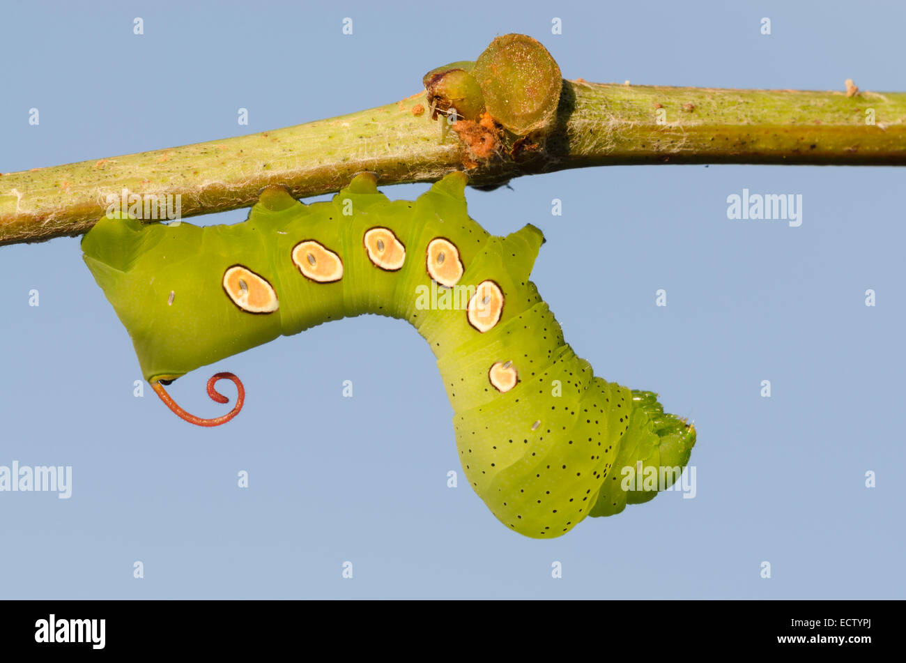 Pandora Sphinx Moth (Eumorpha pandorus) 4th instar caterpillar on grape ...