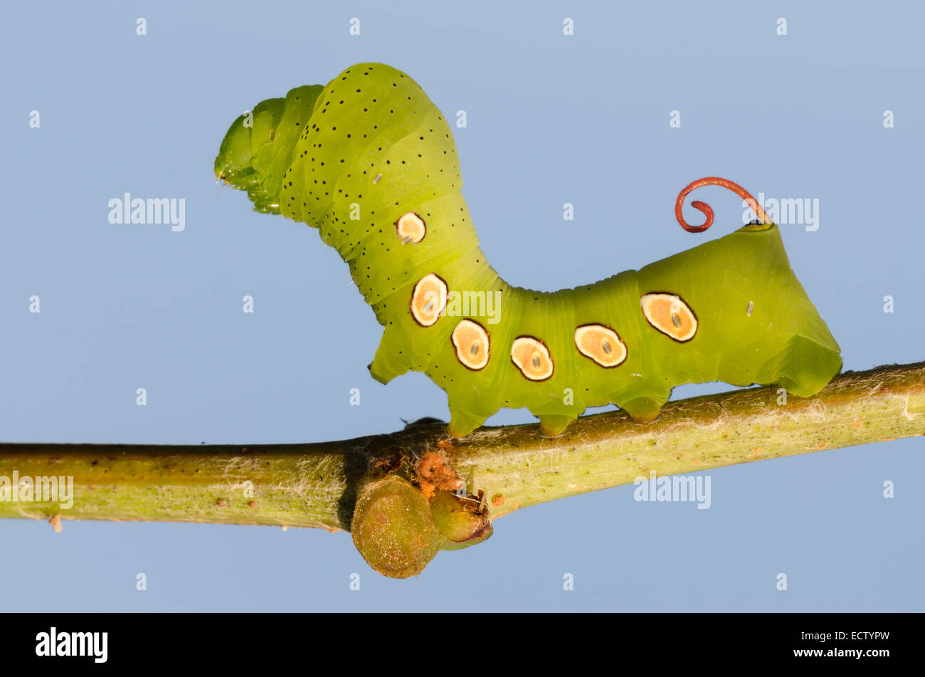 Pandora Sphinx Moth (Eumorpha pandorus) 4th instar caterpillar on grape ...