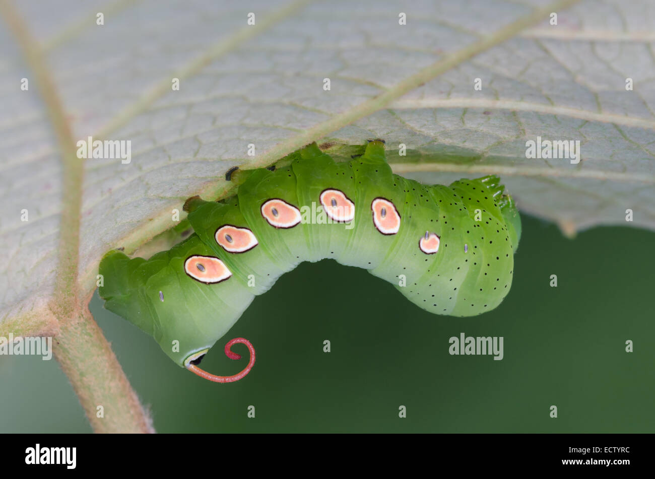 Pandora Sphinx Moth (Eumorpha pandorus) 4th instar caterpillar on wild ...