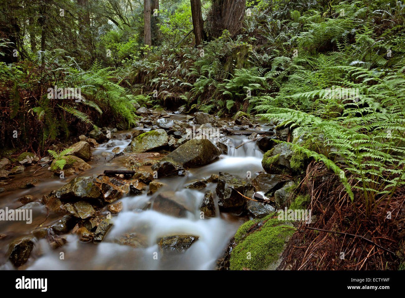 CA02567-00...CALIFORNIA - Webb Creek viewed from the Steep Ravine Trail ...