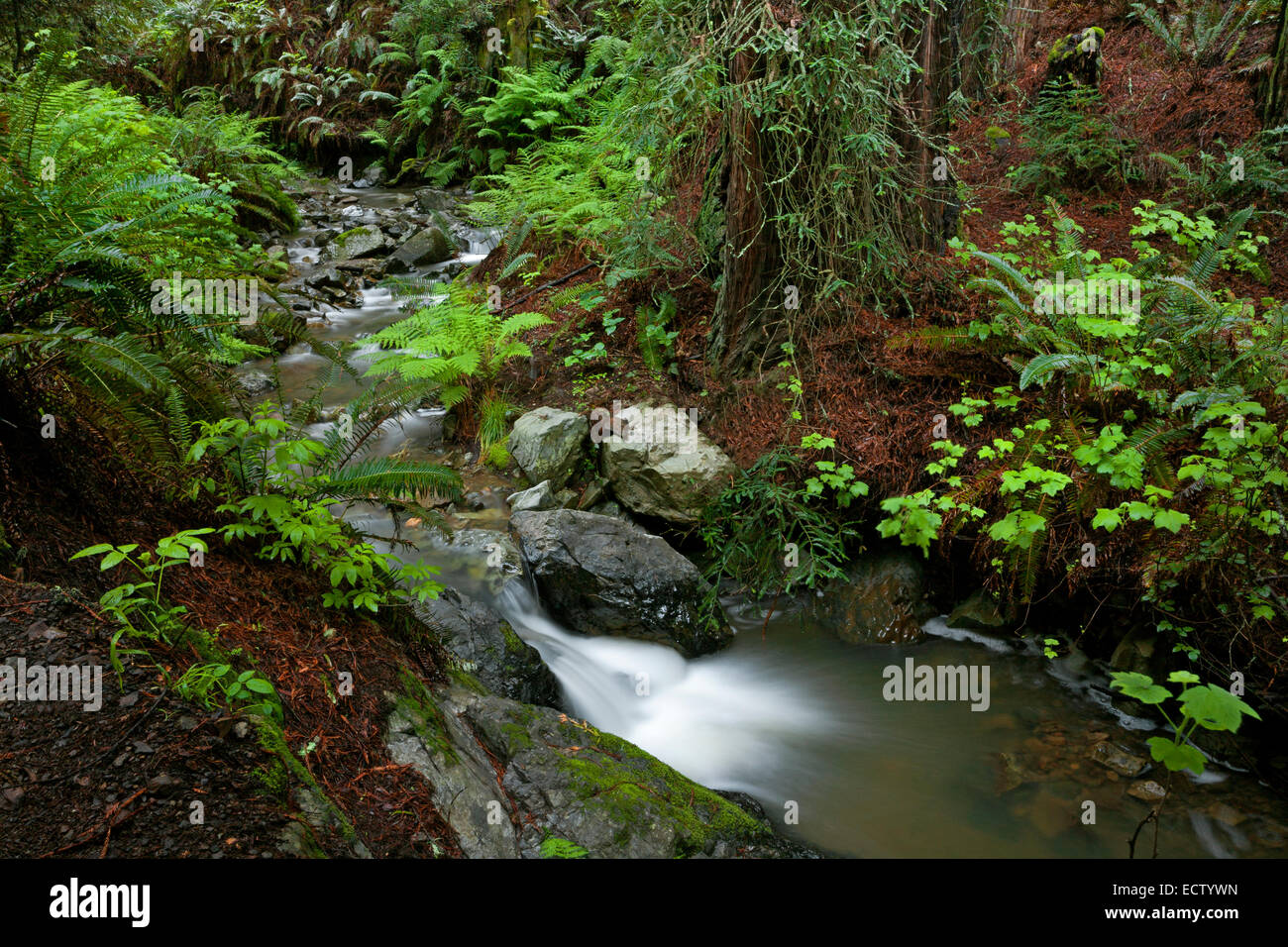 Creek ferns hi-res stock photography and images - Alamy