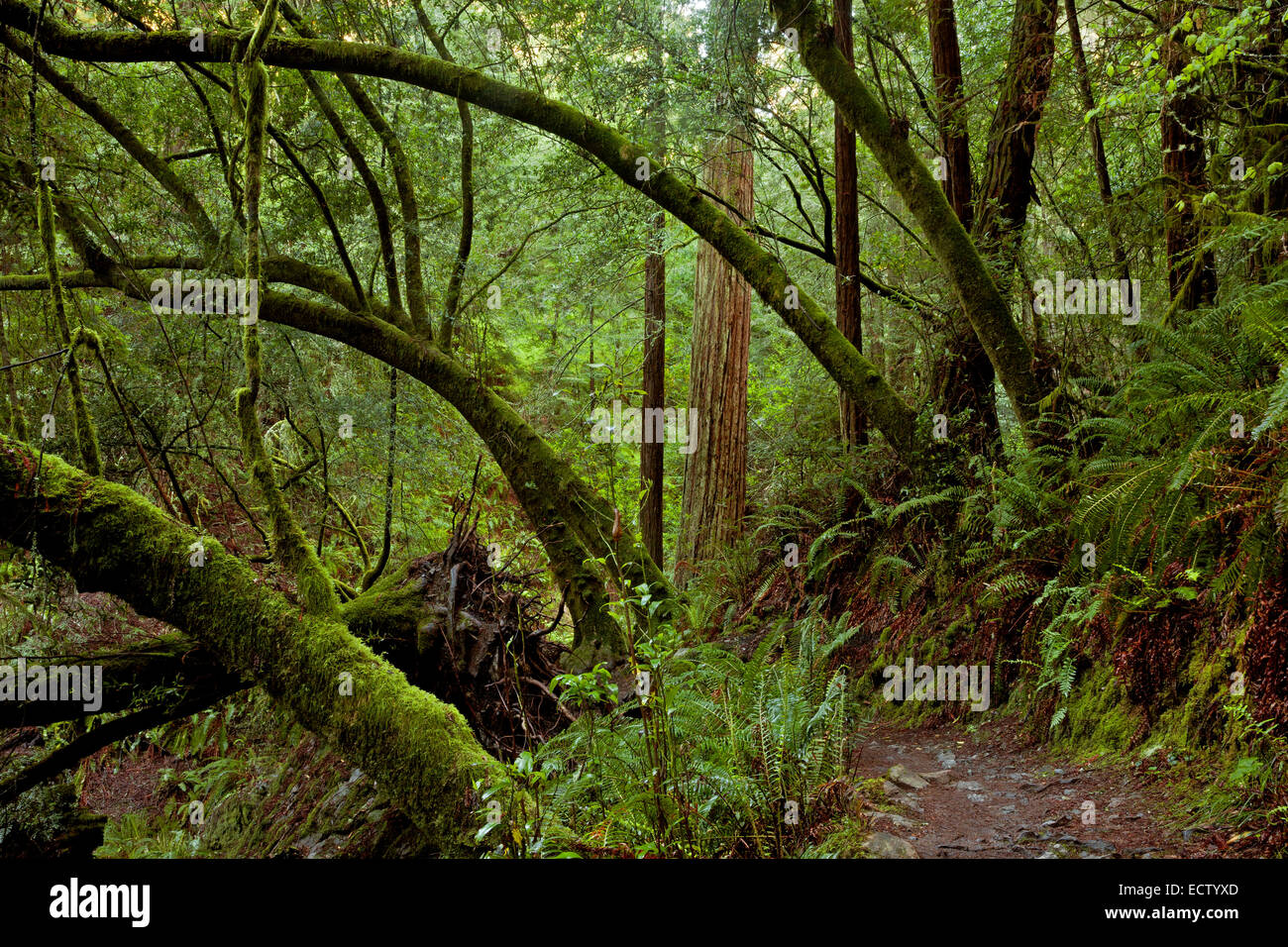 CA02572-00...CALIFORNIA - Steep Ravine Trail paralleling Webb Creek in ...